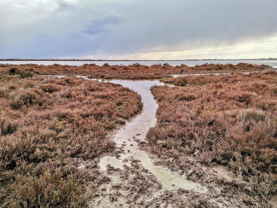 circuit des Aresquiers Vic-la-gardiole - En route pour le Sud